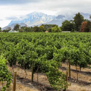 Drip & Micro Irrigation Systems | Agrico