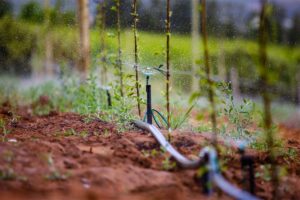 Drip & Micro Irrigation Systems | Agrico